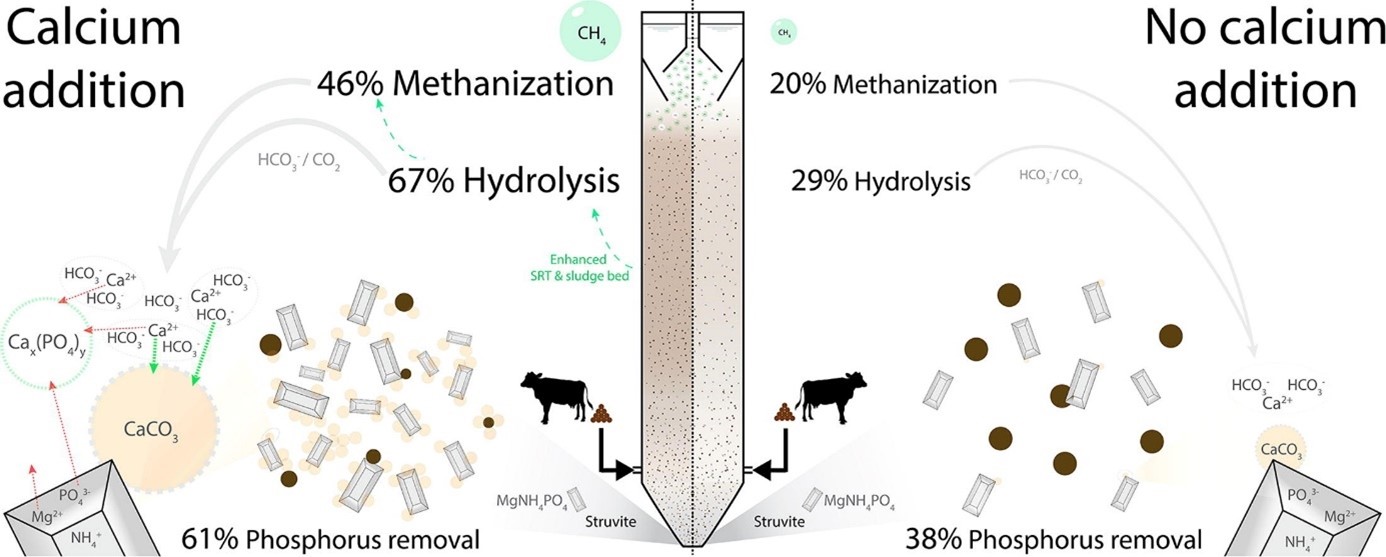 Calcium dosing for reusable manure - Wetsus